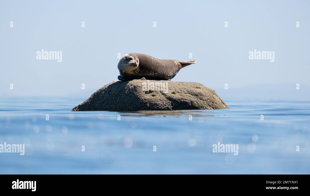 Common seal also known as Harbour seal, Hair seal or Spotted seal ...