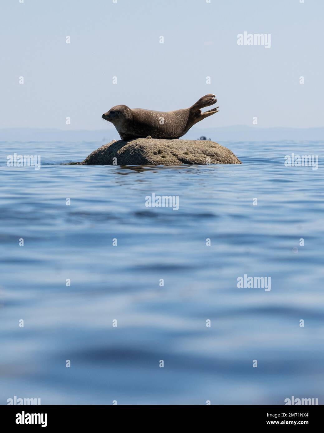 Common seal also known as Harbour seal, Hair seal or Spotted seal ...