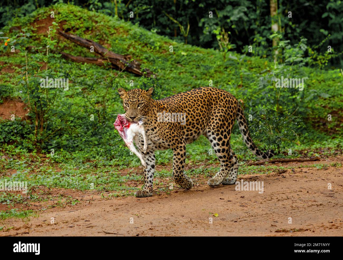 Leopard (Panthera pardus kotiya) with prey is walking along a forest ...