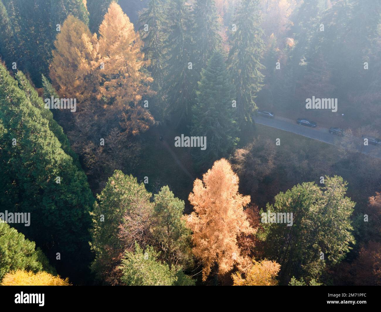 Aerial view of Old Sequoia forest near village of Bogoslov, Kyustendil ...