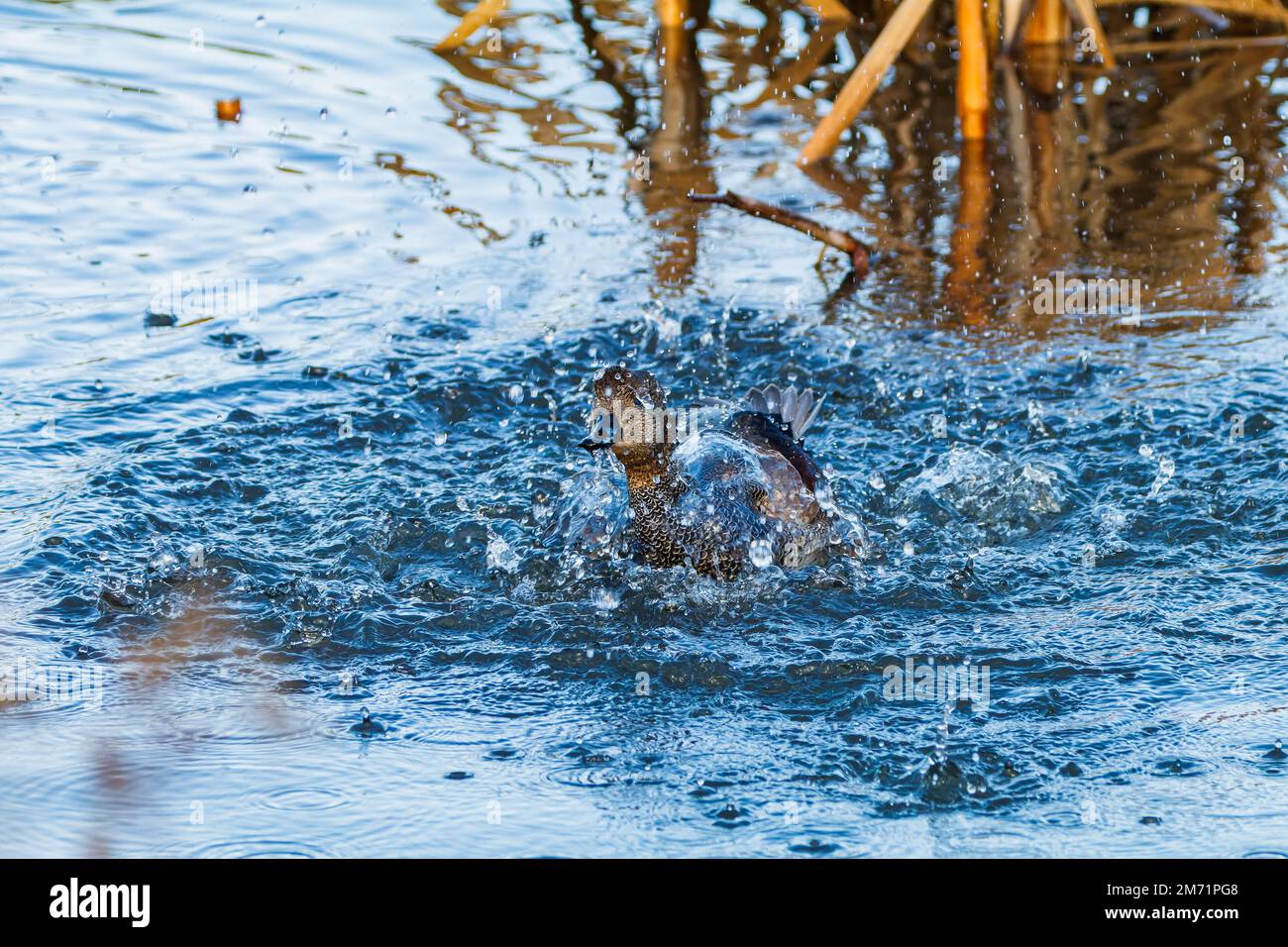 Duck cleaning its feathers Stock Photo - Alamy