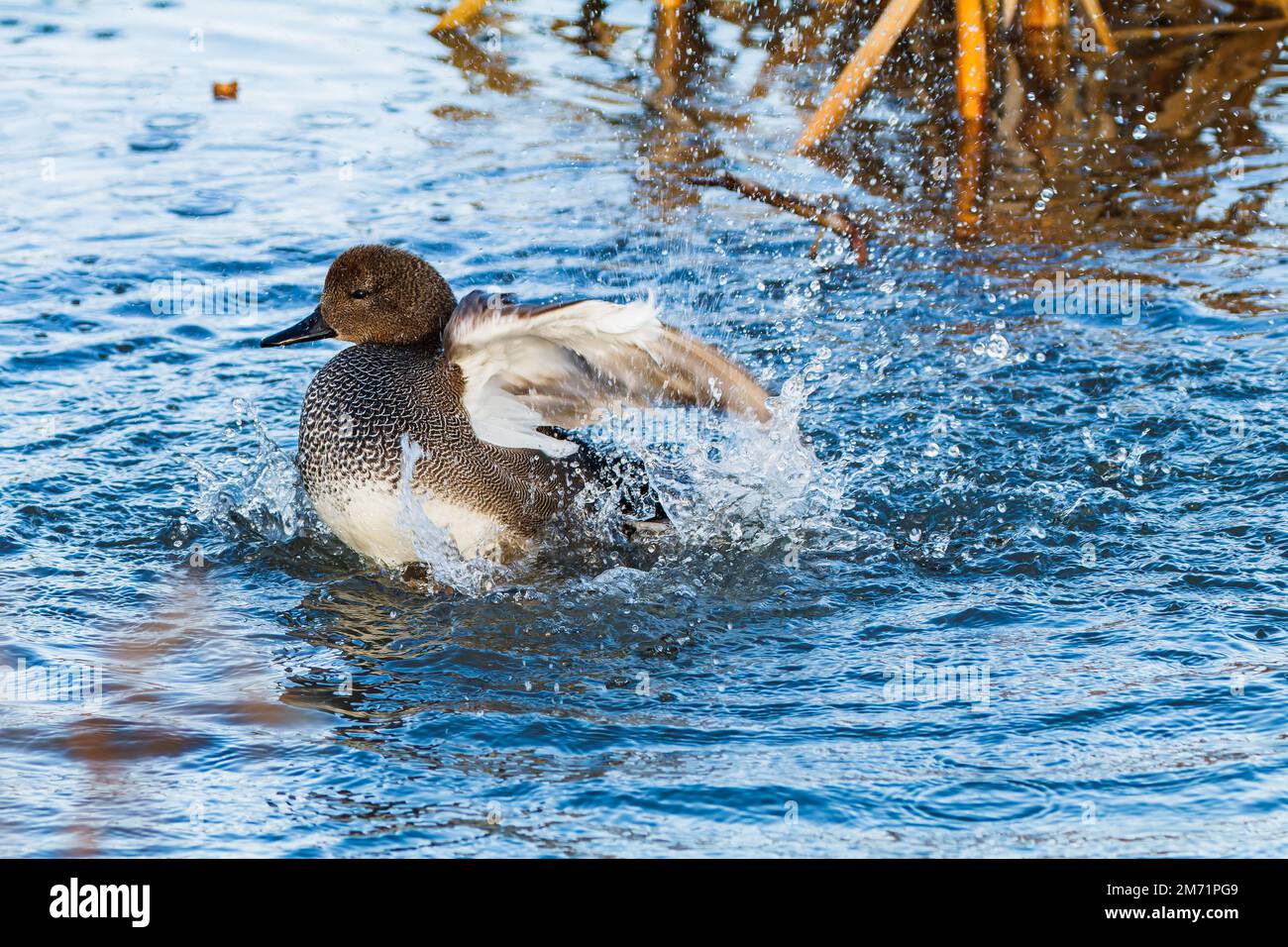 Duck cleaning its feathers Stock Photo - Alamy