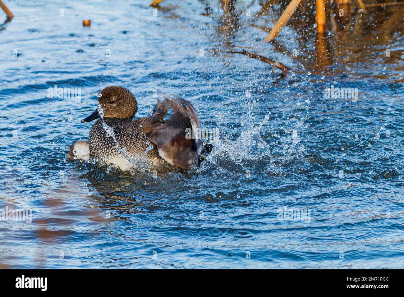 Duck cleaning its feathers Stock Photo - Alamy