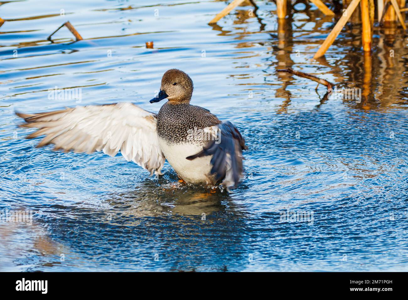 Duck cleaning its feathers Stock Photo - Alamy