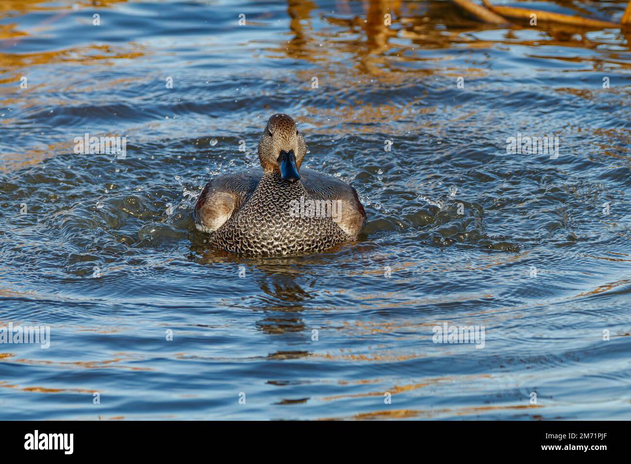 Duck cleaning its feathers Stock Photo - Alamy