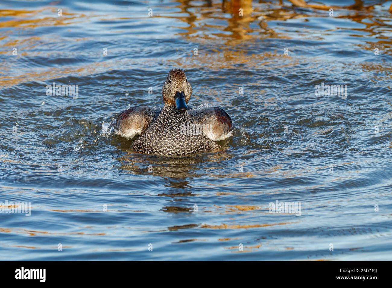 Duck cleaning its feathers Stock Photo - Alamy