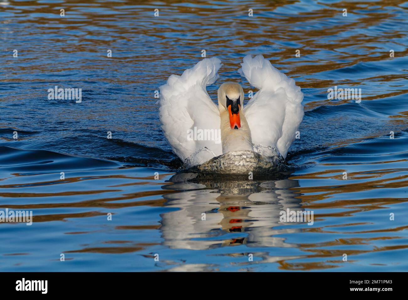 Swan chasing off over male swans Stock Photo - Alamy