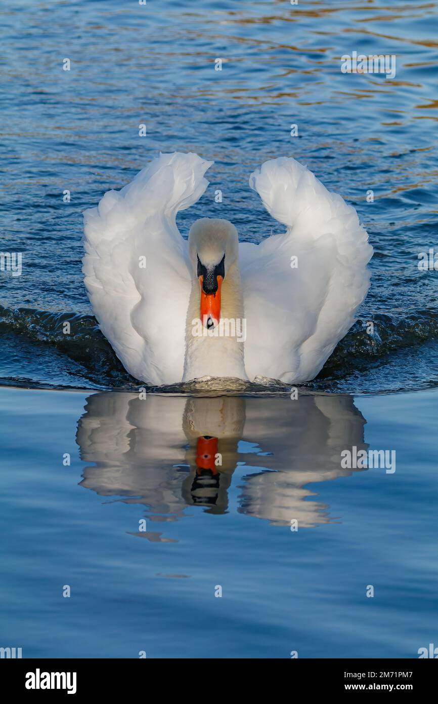 Swan chasing off over male swans Stock Photo - Alamy
