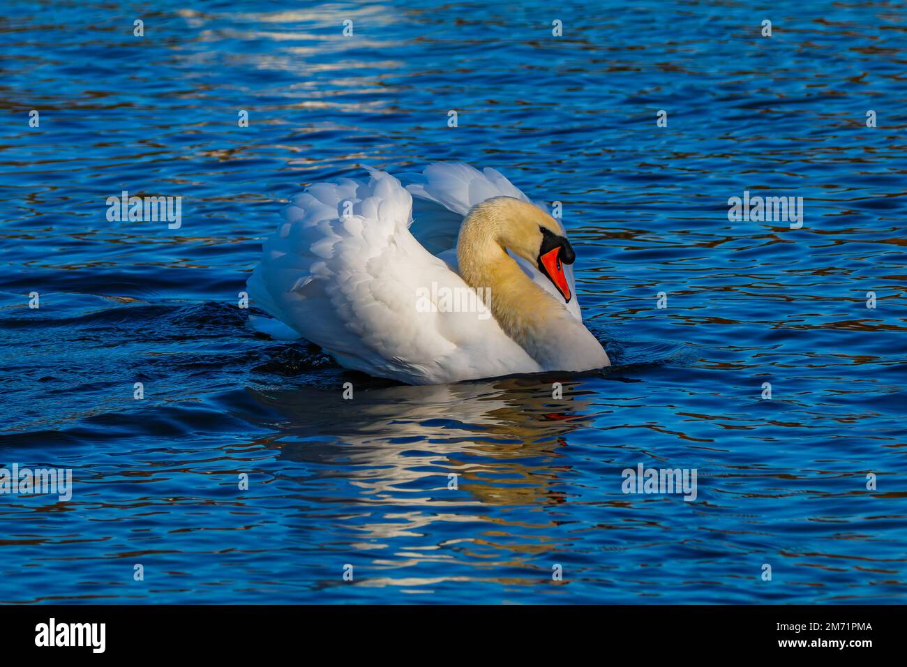 Swan chasing off over male swans Stock Photo - Alamy