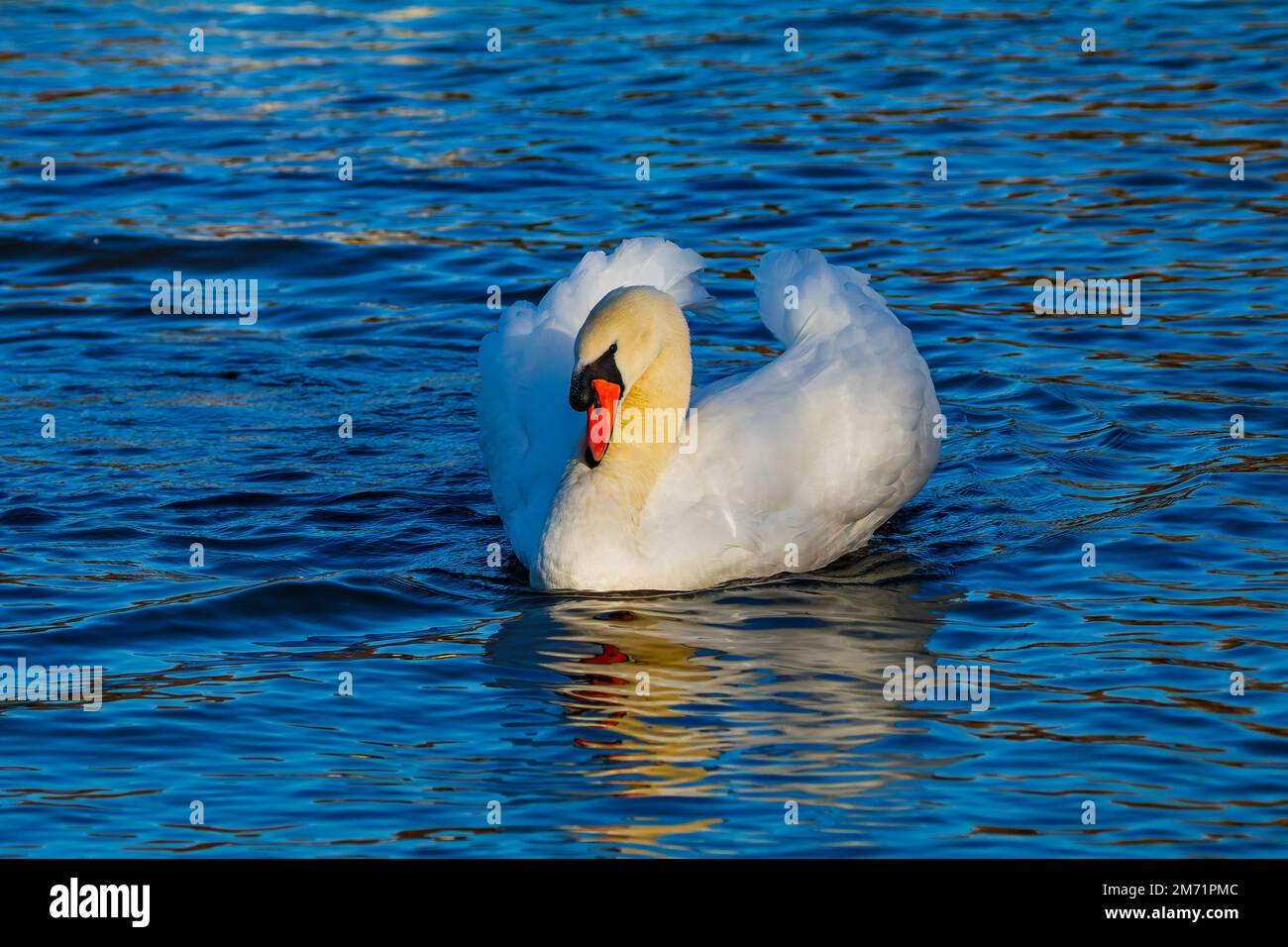 Swan chasing off over male swans Stock Photo - Alamy