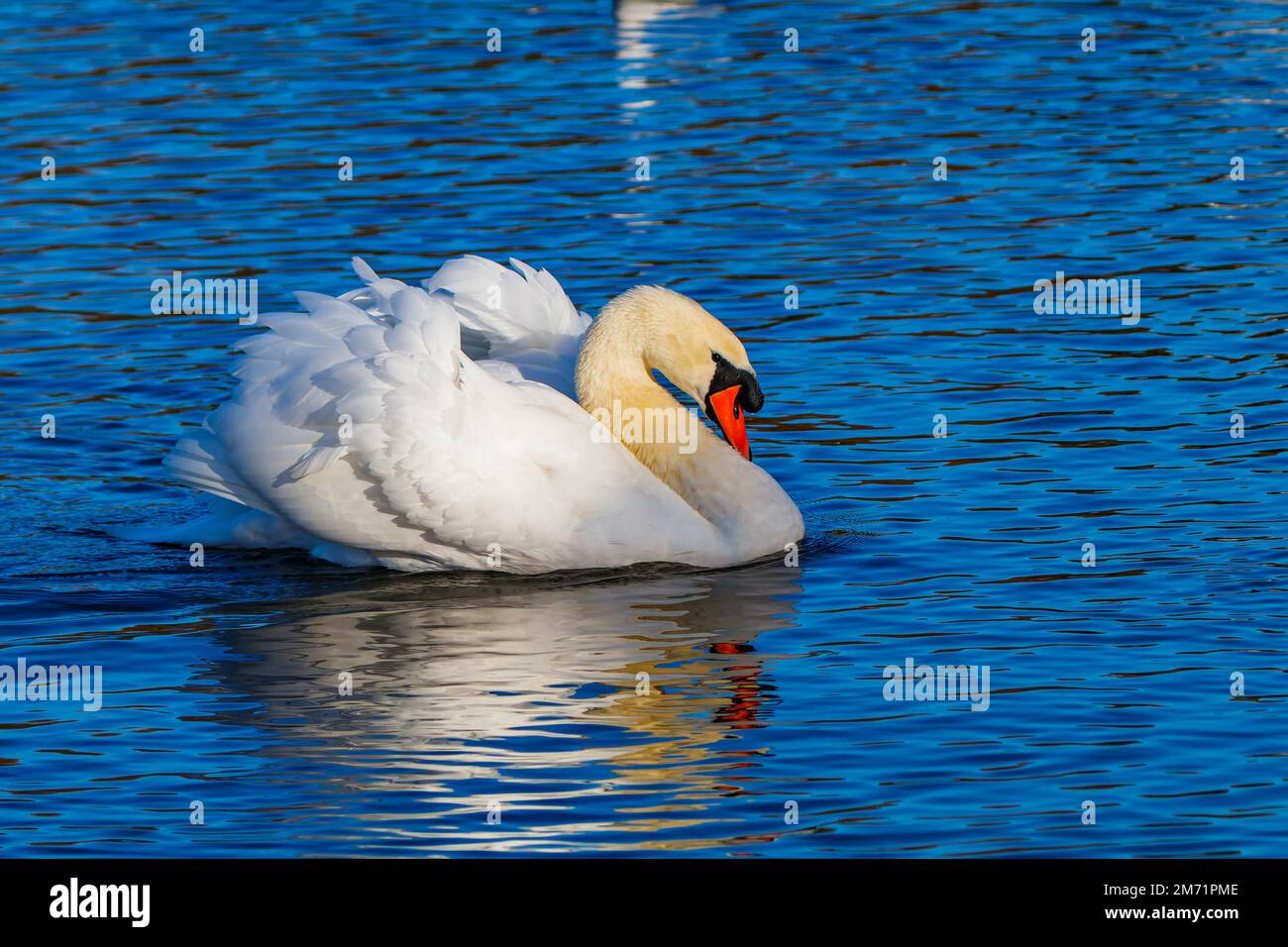 Chasing swan hi-res stock photography and images - Alamy