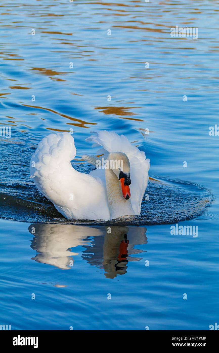 Swan chasing off over male swans Stock Photo - Alamy