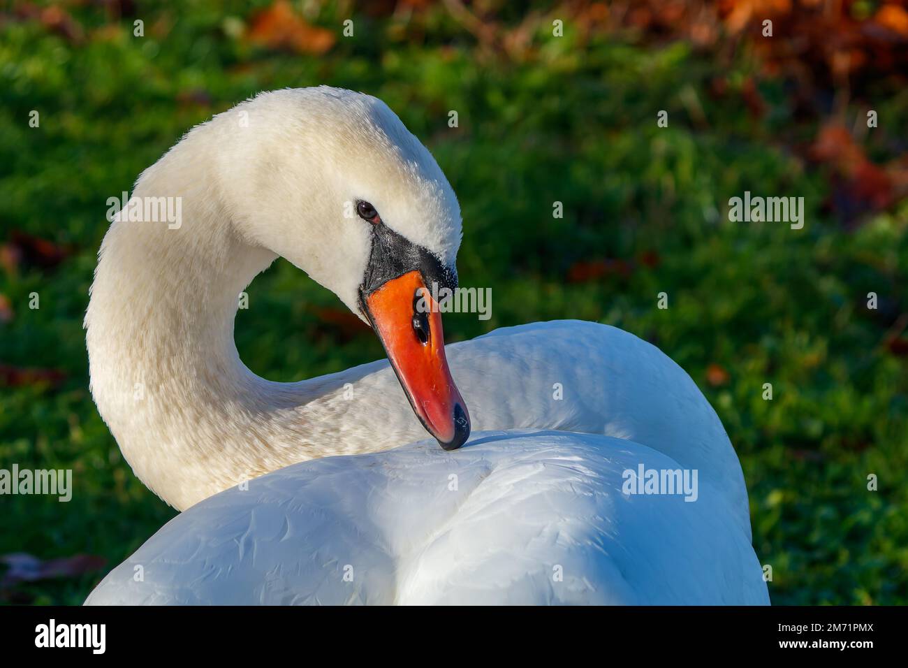 Sunshine on fair head hi-res stock photography and images - Alamy