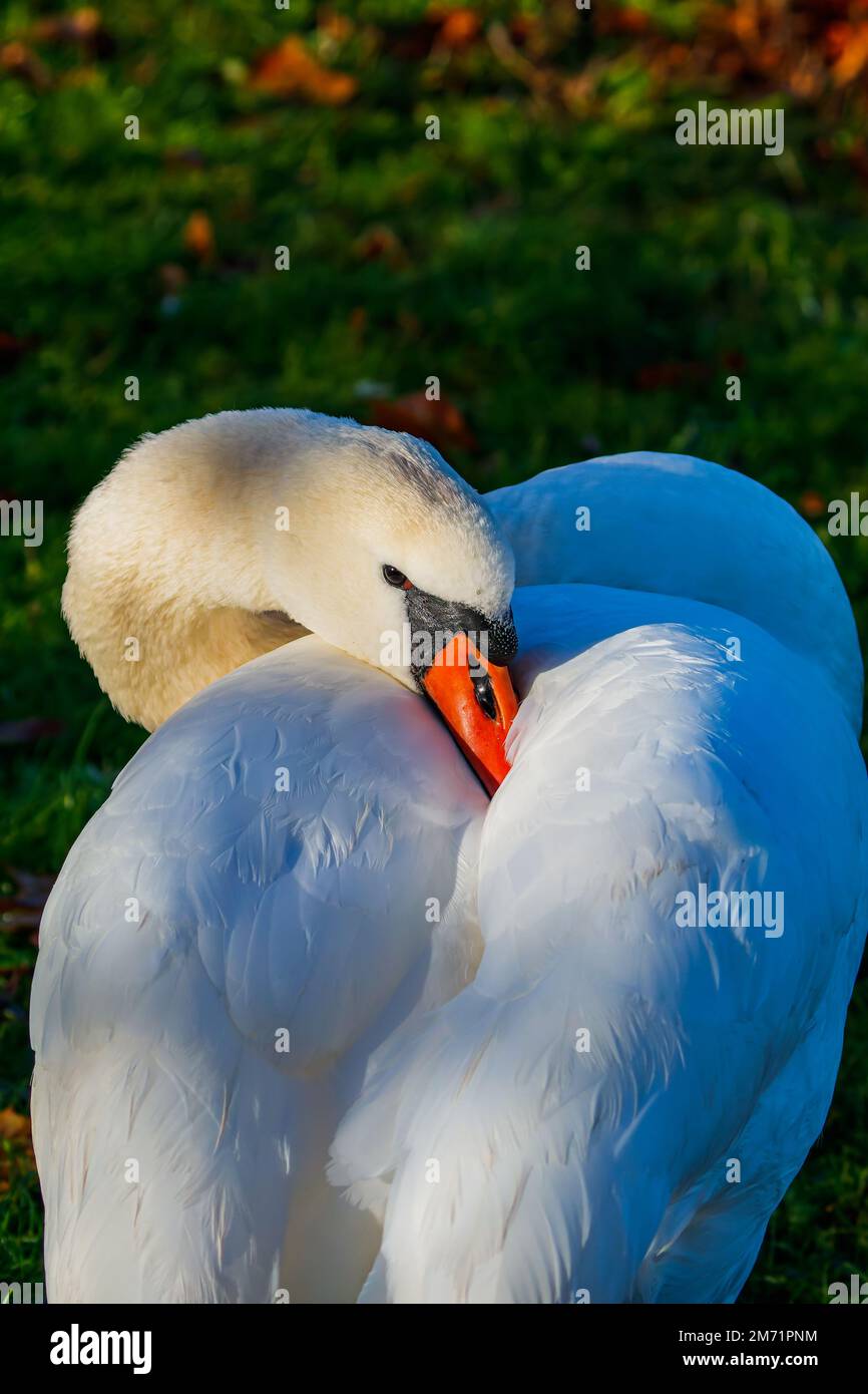 Sunshine on fair head hi-res stock photography and images - Alamy