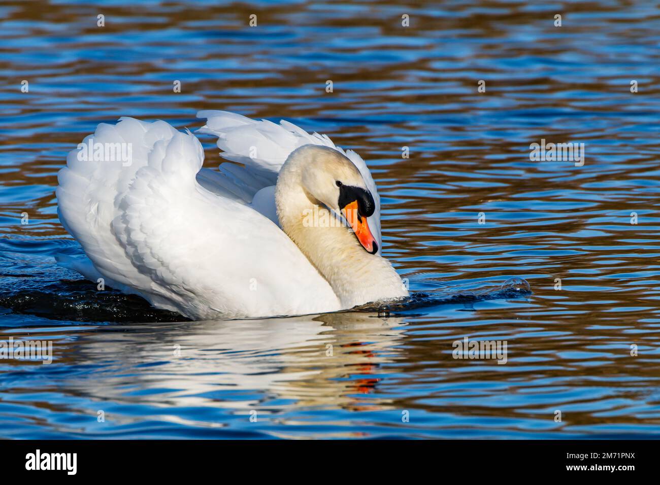 Swan chasing off over male swans Stock Photo - Alamy