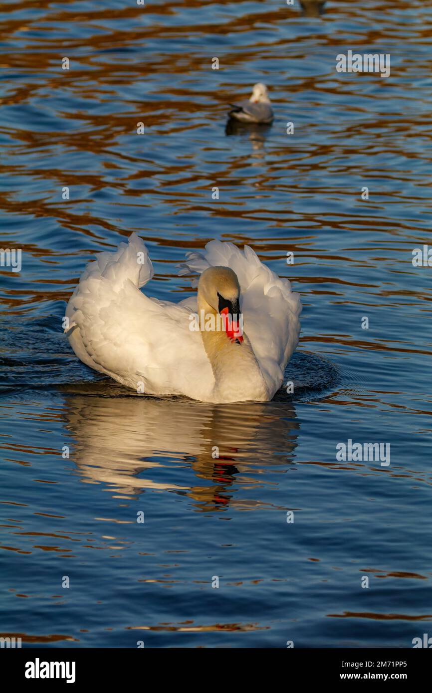 Swan chasing off over male swans Stock Photo - Alamy