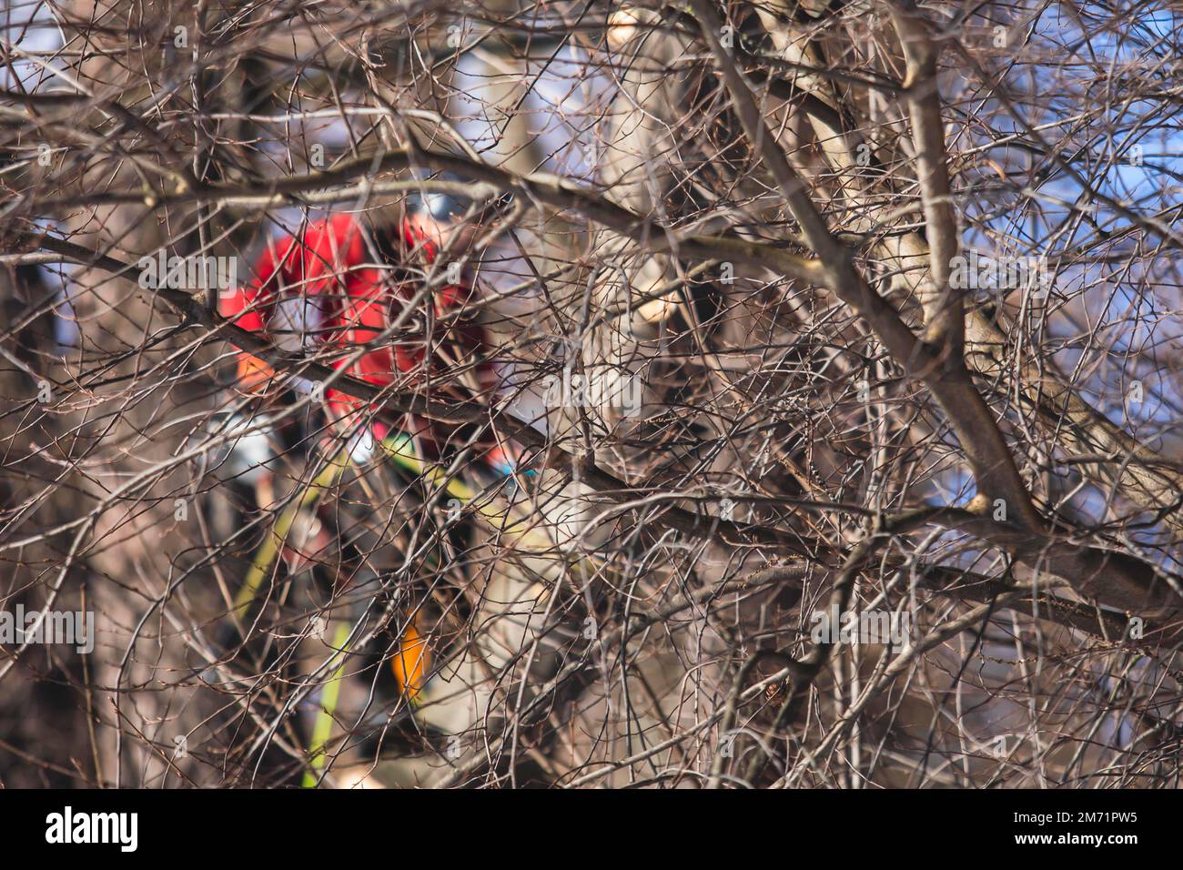 Arborist tree surgeon cutting tree branches with chainsaw, lumberjack ...
