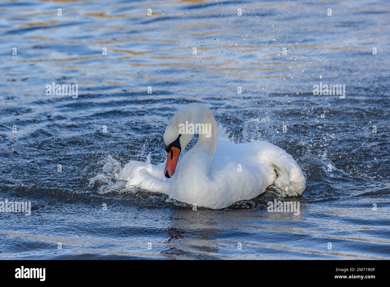 Mute swan having a clean Stock Photo - Alamy