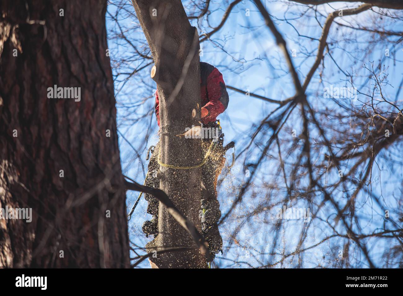 Arborist tree surgeon cutting tree branches with chainsaw, lumberjack ...