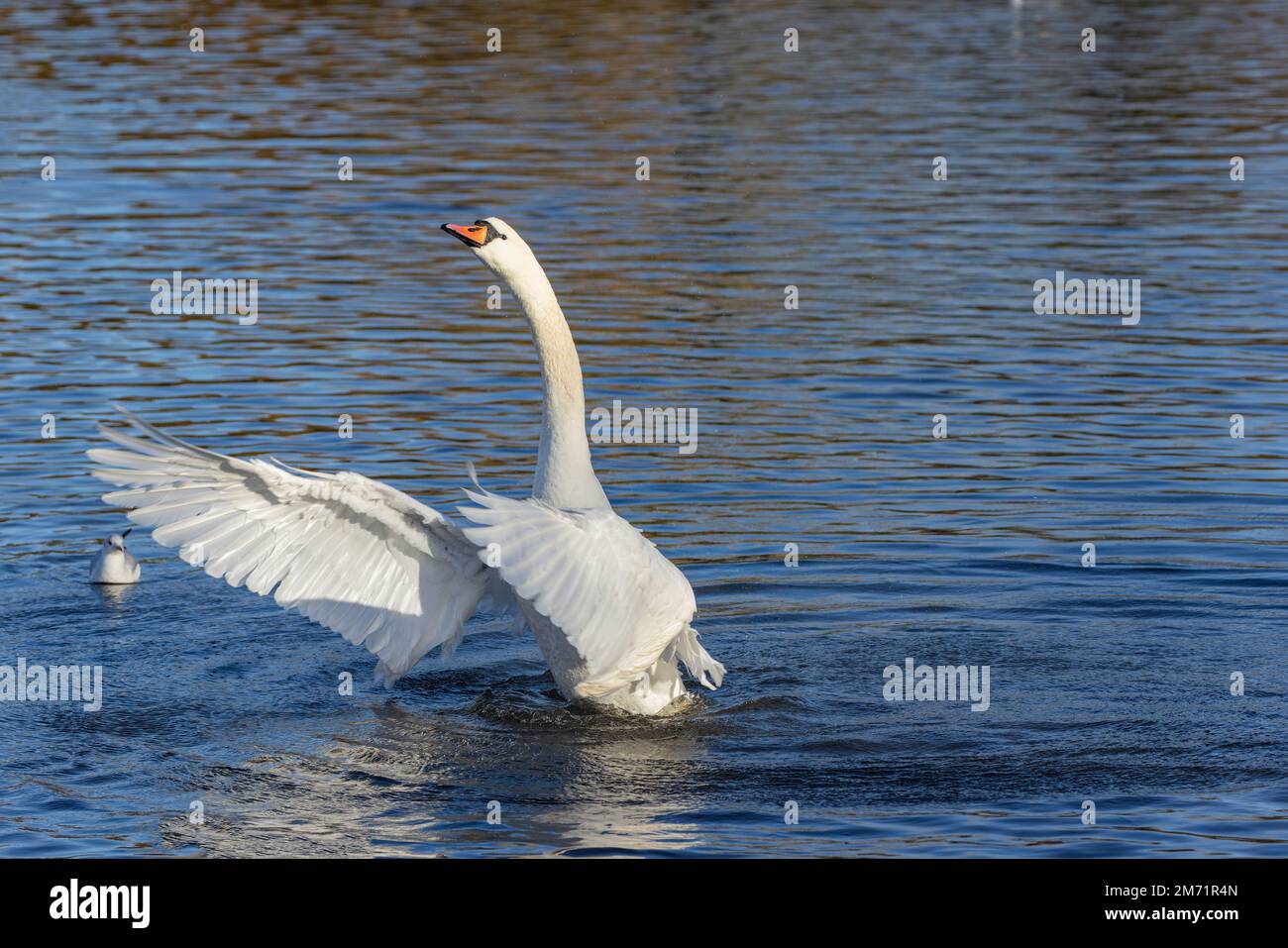 Swan flexing its wings Stock Photo - Alamy