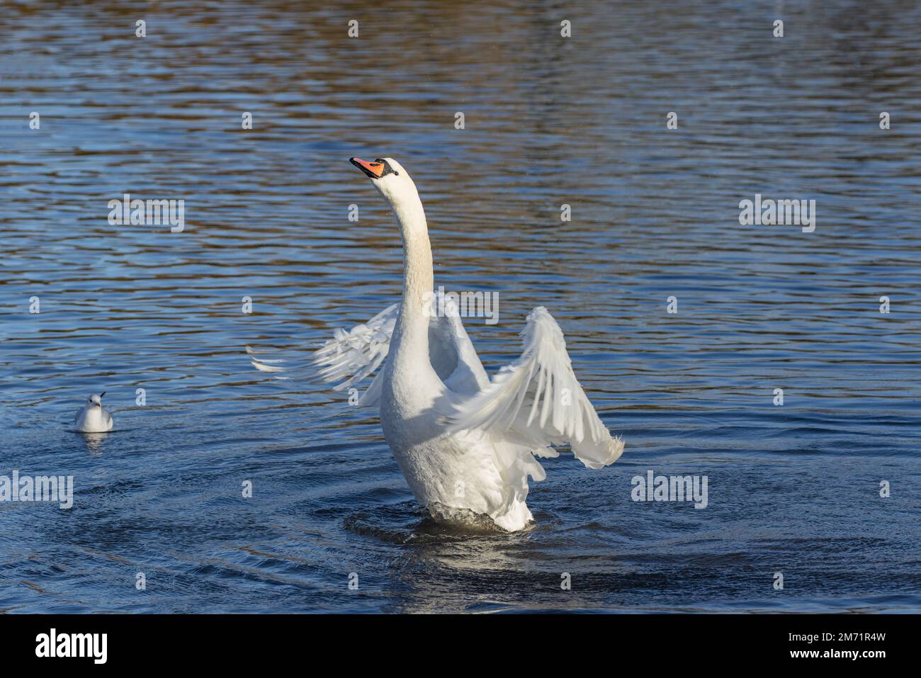 Swan flexing its wings Stock Photo - Alamy