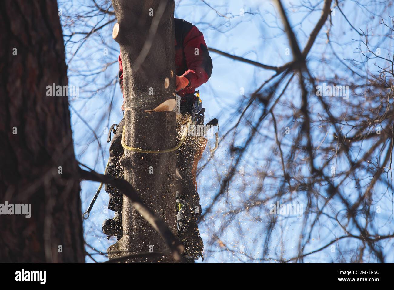 Arborist tree surgeon cutting tree branches with chainsaw, lumberjack ...