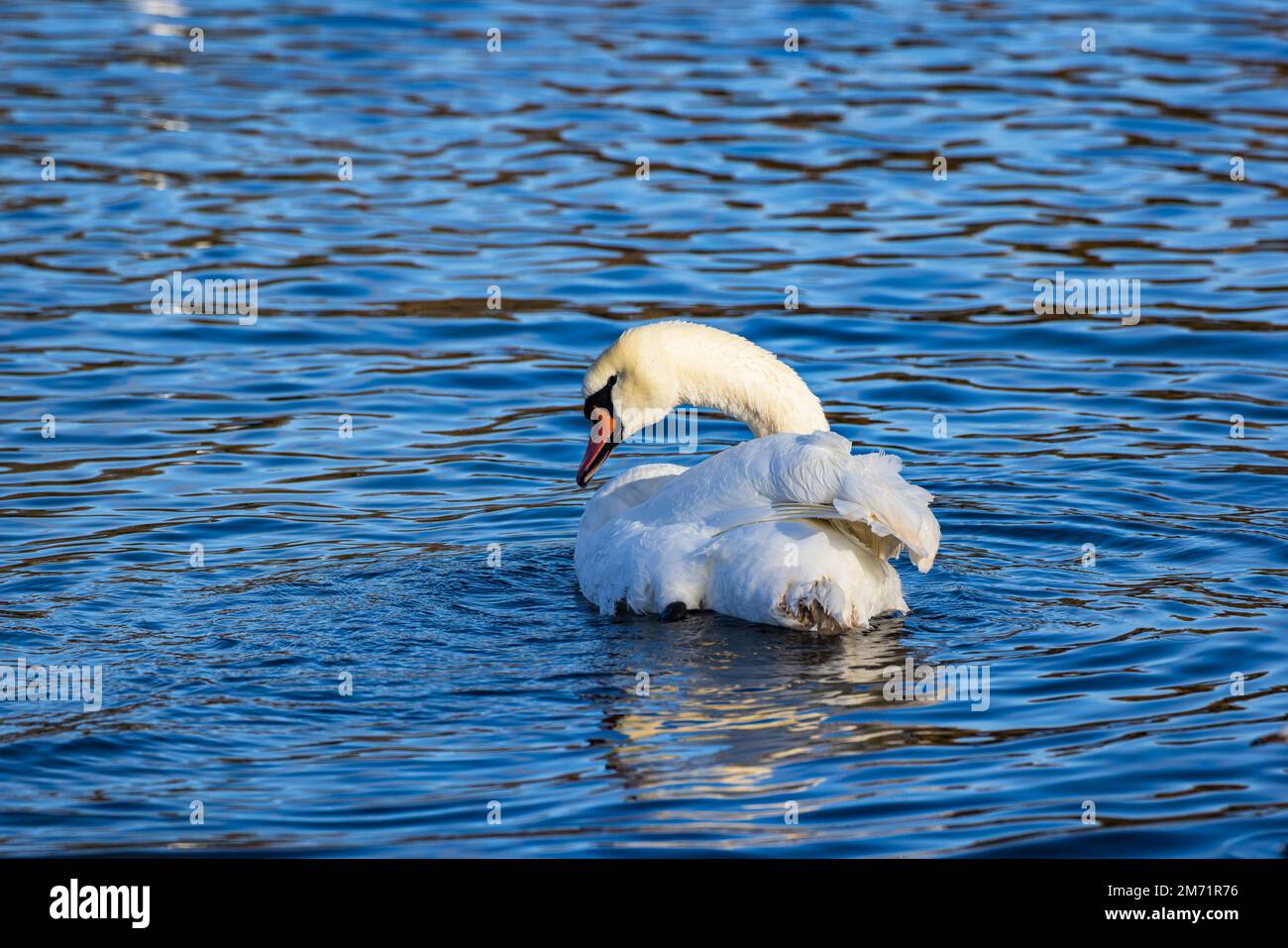 Swan catching the sunlight Stock Photo - Alamy