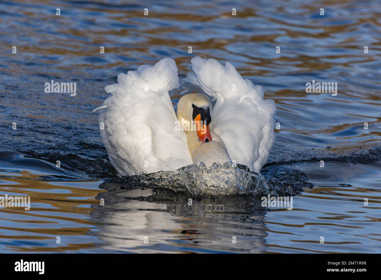 Swan catching the sunlight Stock Photo - Alamy