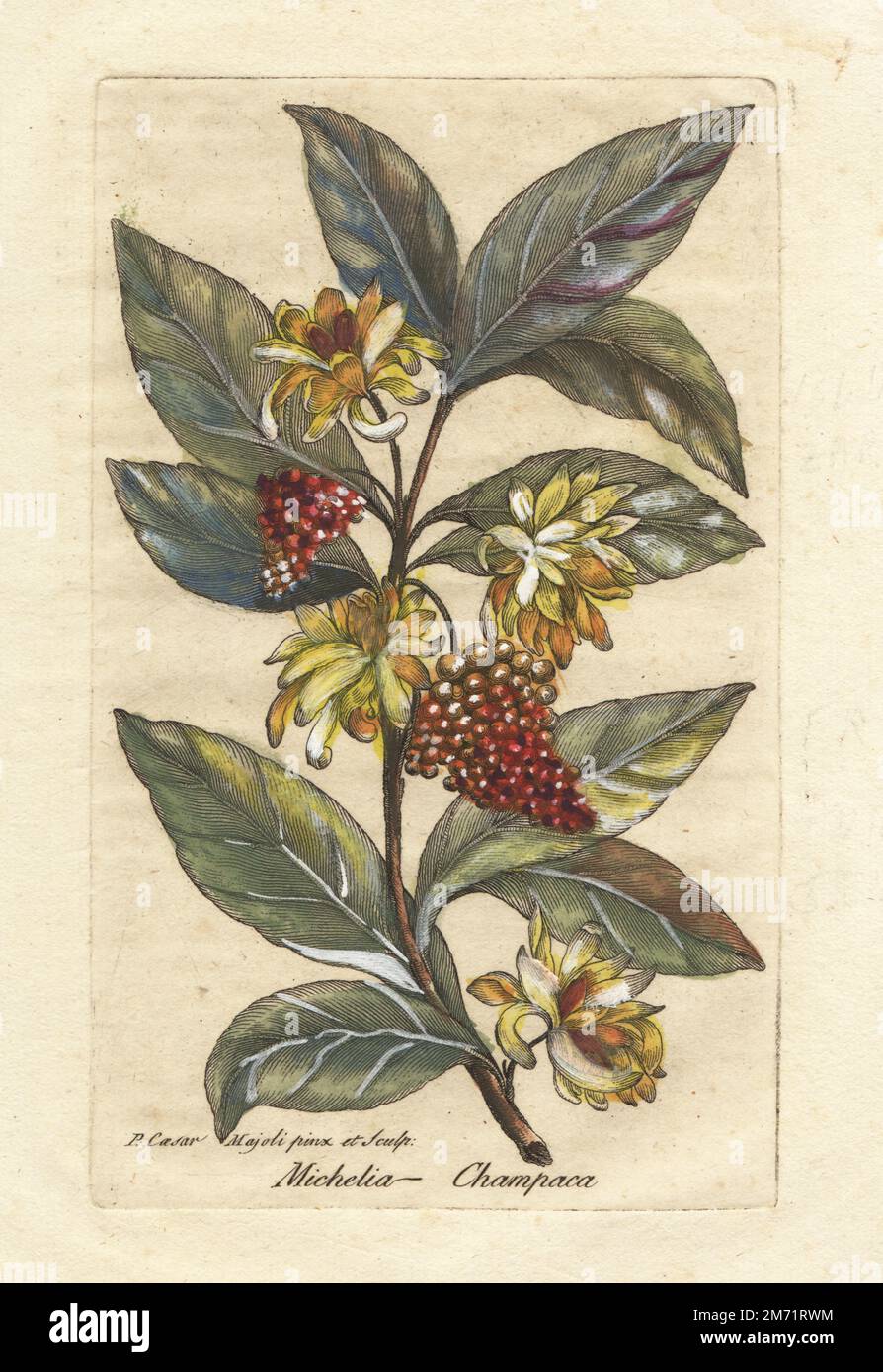 Champak, Magnolia champaca (As orange grape, Michelia champaca). South ...