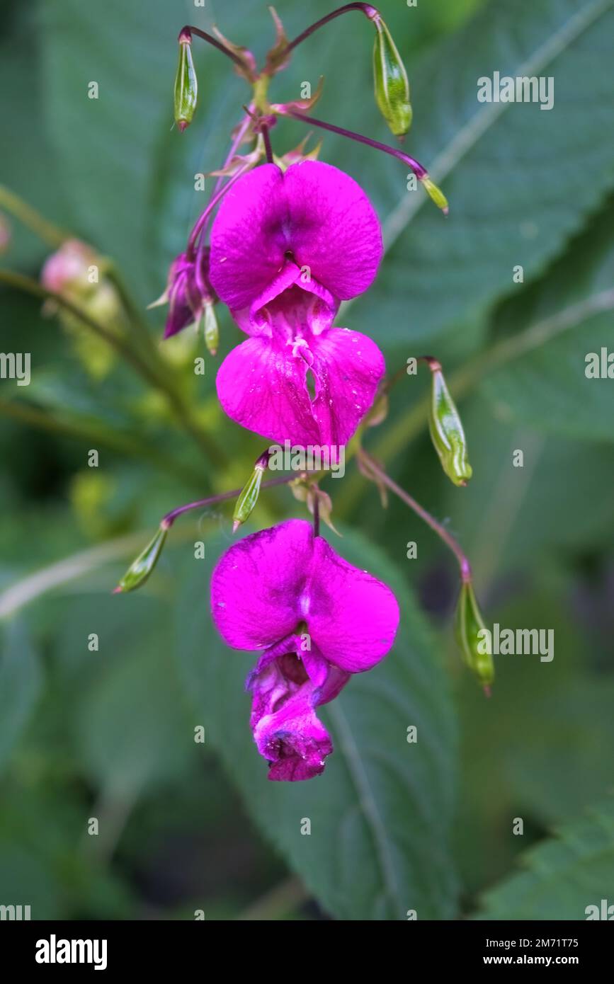 Flowers of touchy glandular close-up. Impatiens glandulifera Stock ...
