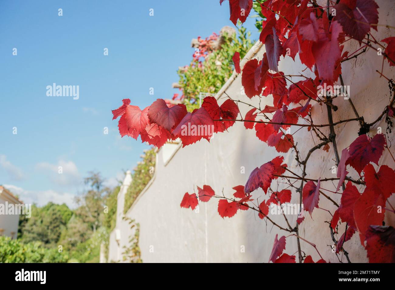 Bright red vine leaf growing on garden wall Stock Photo - Alamy