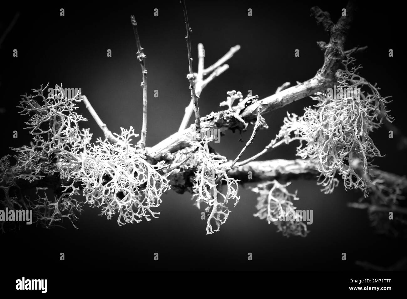 Tree moss growing Black and White Stock Photos & Images - Alamy