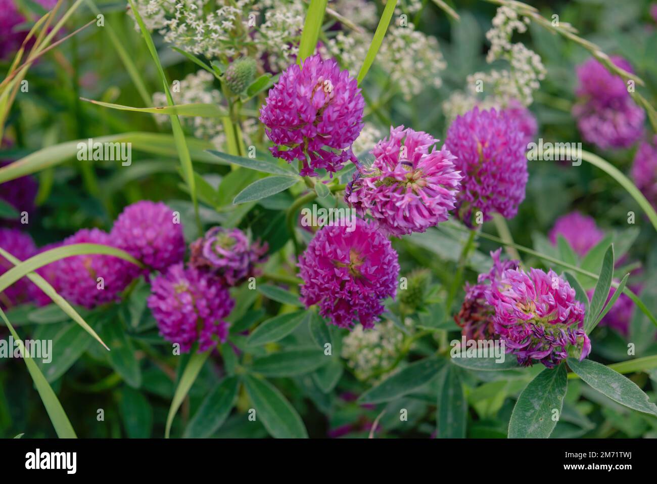 A close up of wild red clover on the meadow. Thickets of a purple-red ...