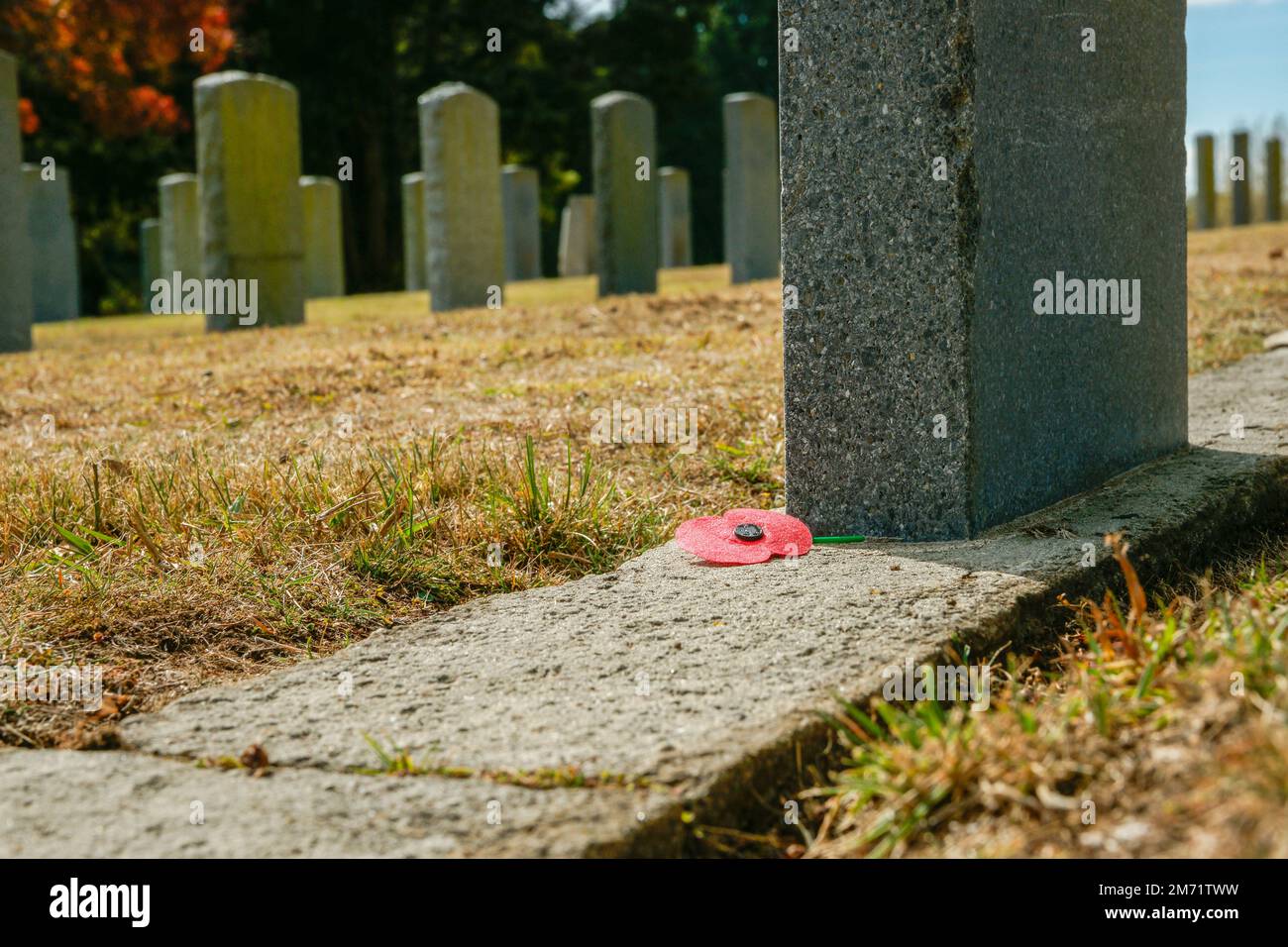 Symbolic red poppy at base of headstone in cemetery in Hamilton New ...