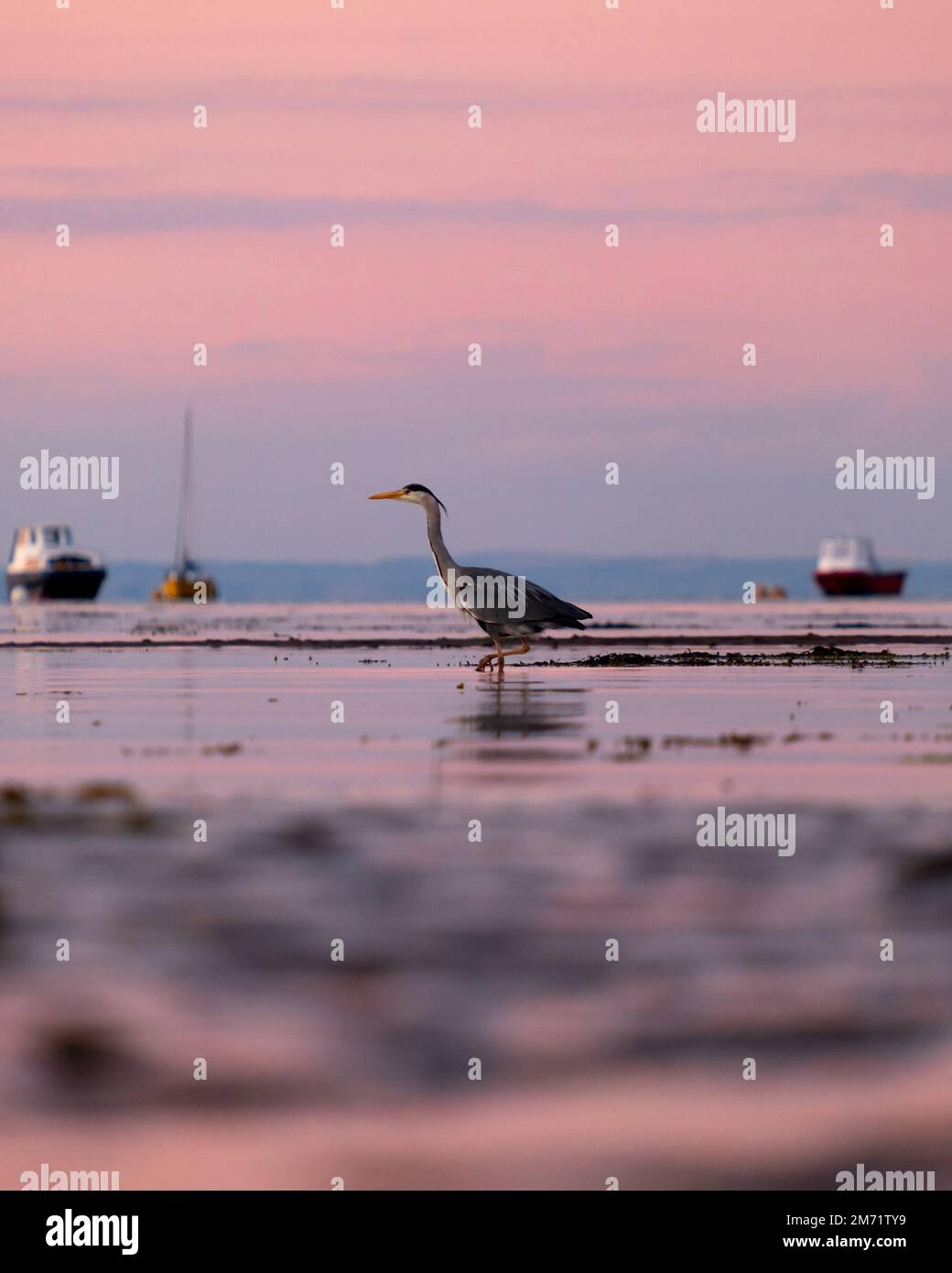 Grey Heron in shallow water on the coast of the Isle of Arran, Scotland ...