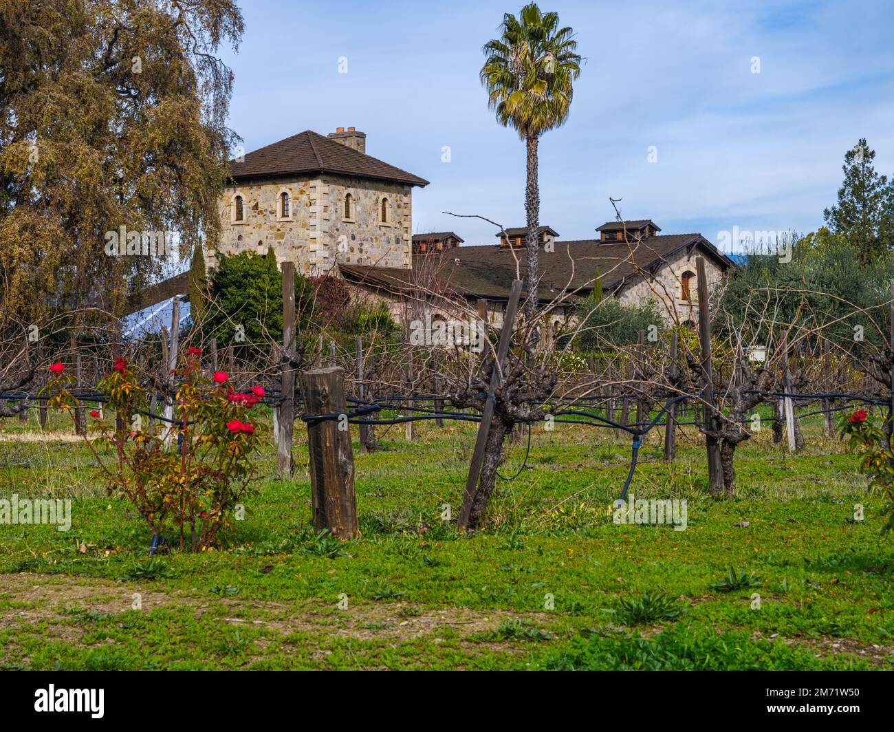 A faint hint of colour is provided by fading red roses on a winter's ...