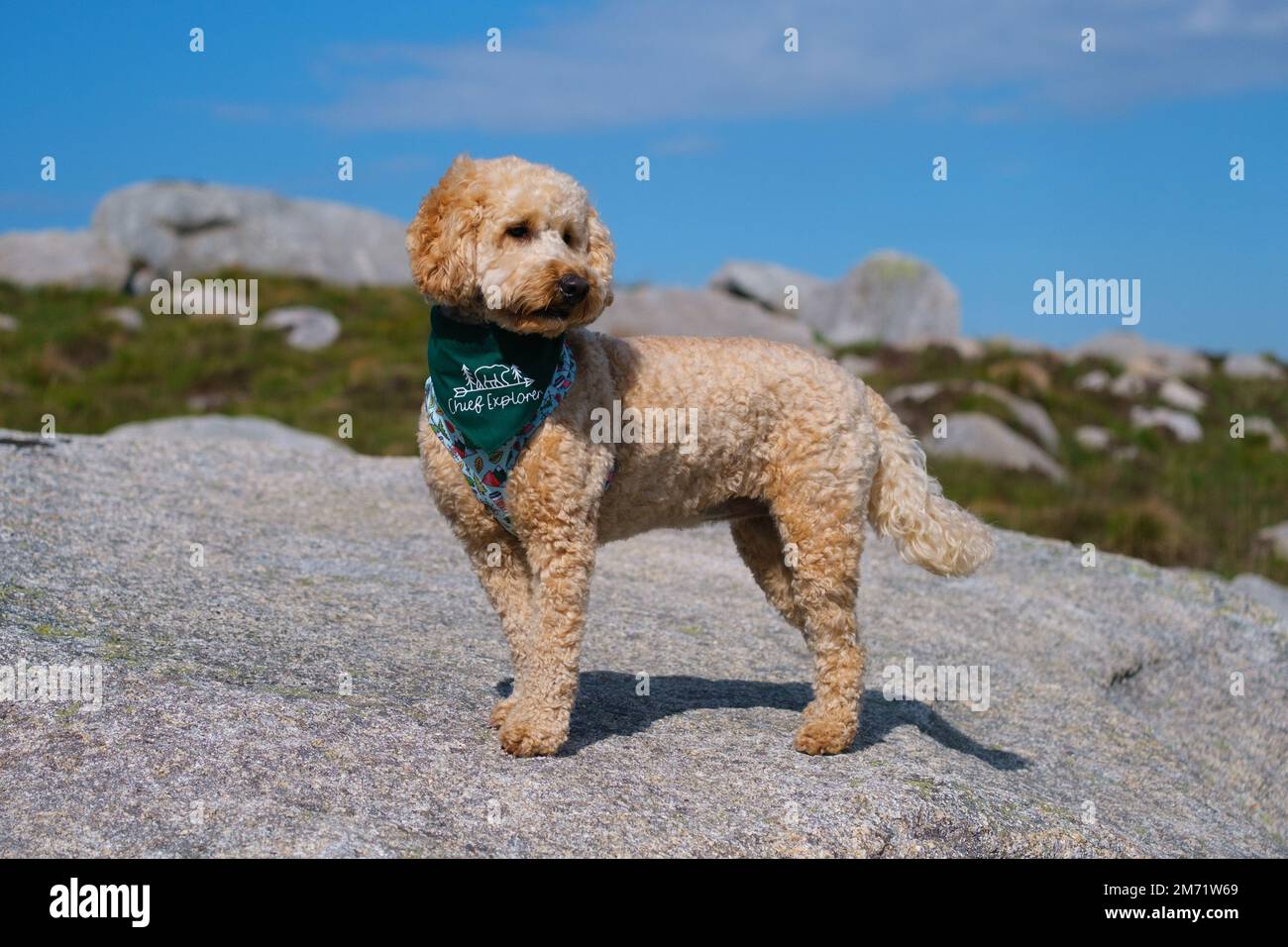 Cockapoo dog exploring some hiking trails on the Isle of Arran ...