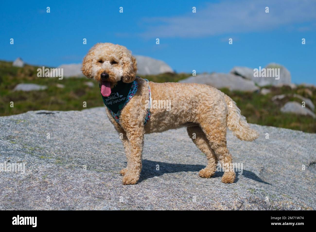 Cockapoo dog exploring some hiking trails on the Isle of Arran ...