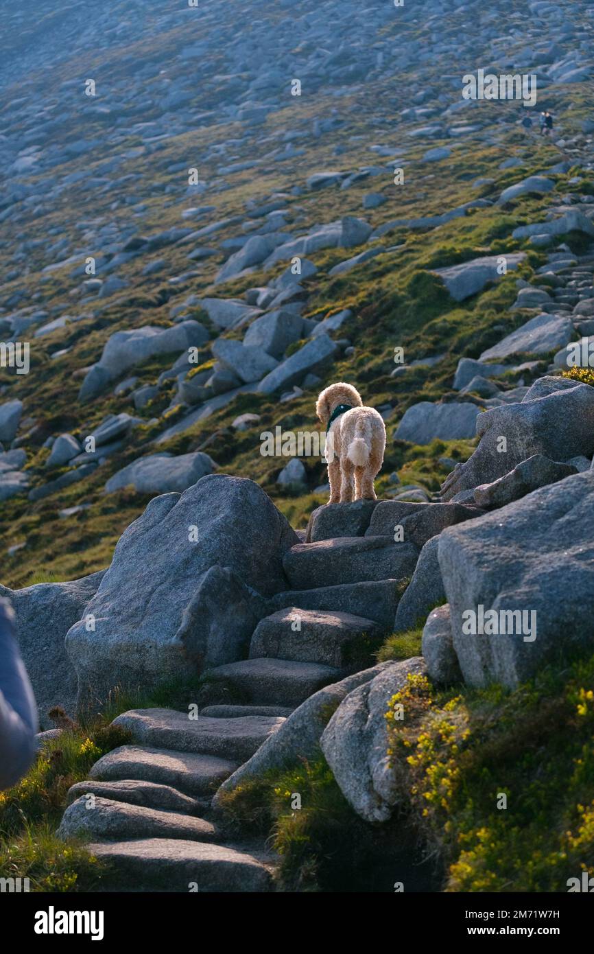 Cockapoo dog exploring some hiking trails on the Isle of Arran ...