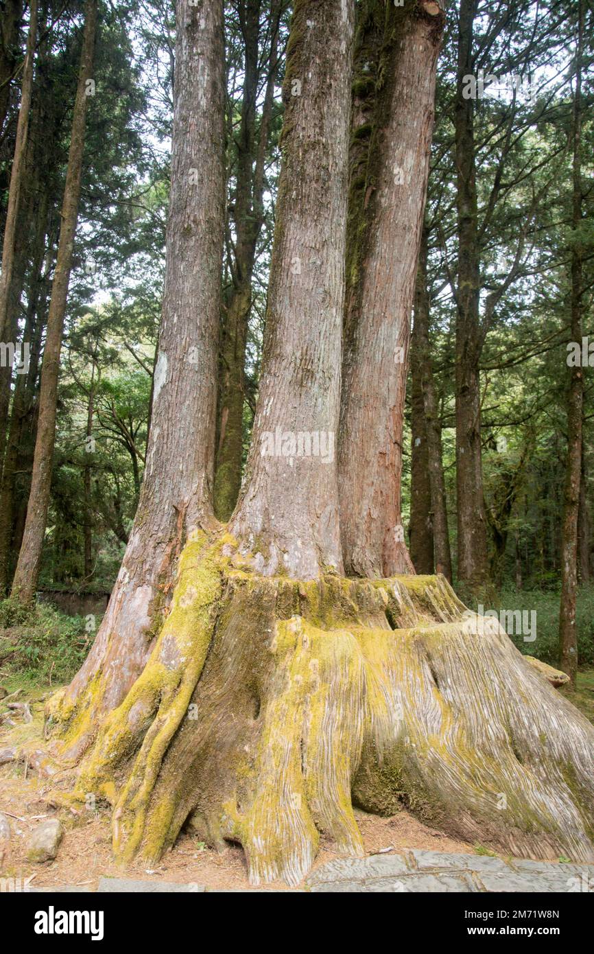 The four sister trees in Alishan National Forest Recreation Area in ...