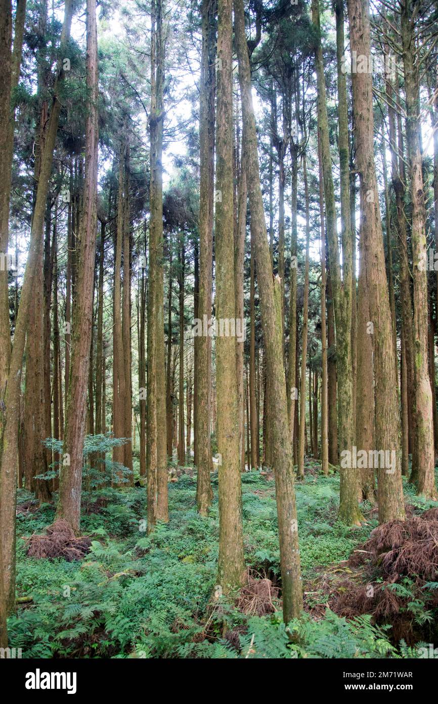 Green natural cypress forest in Alishan National Park in Taiwan Stock Photo - Alamy