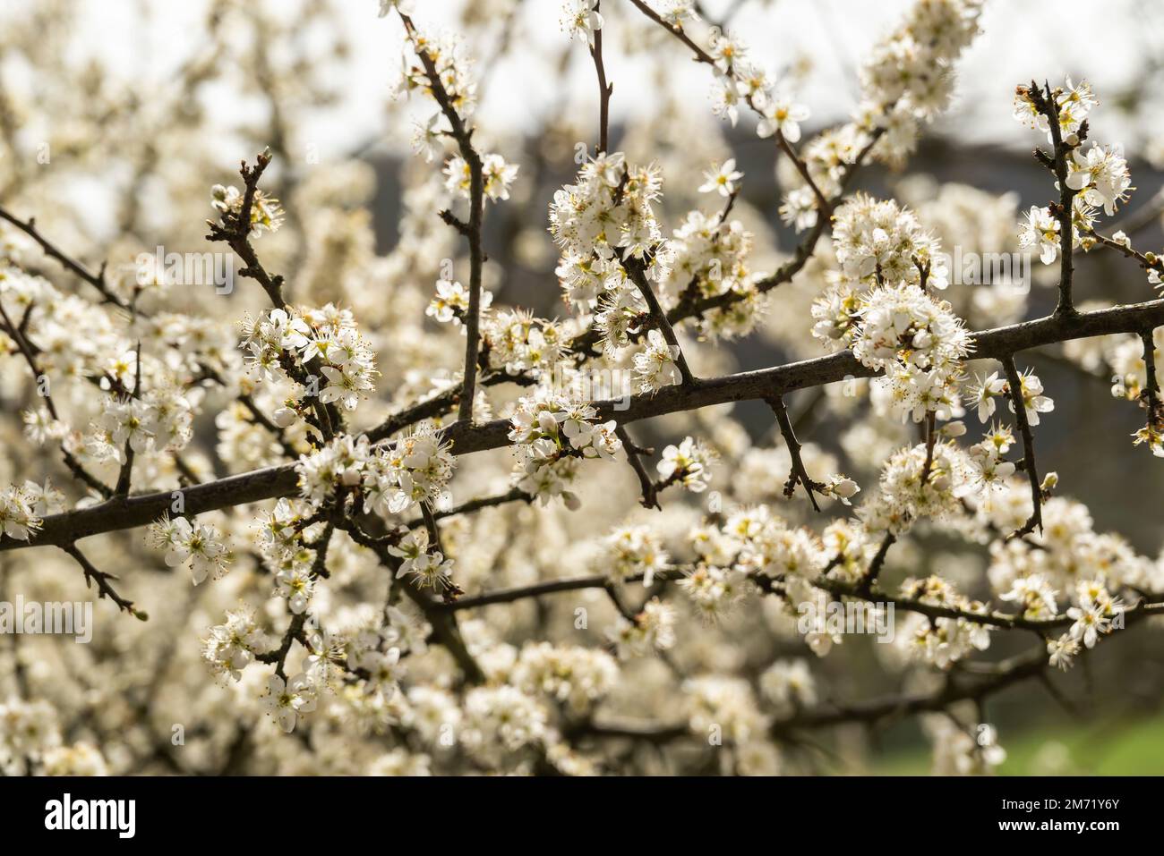 Flowering fruit tree, probably a prune plum (Prunus domestica subsp ...
