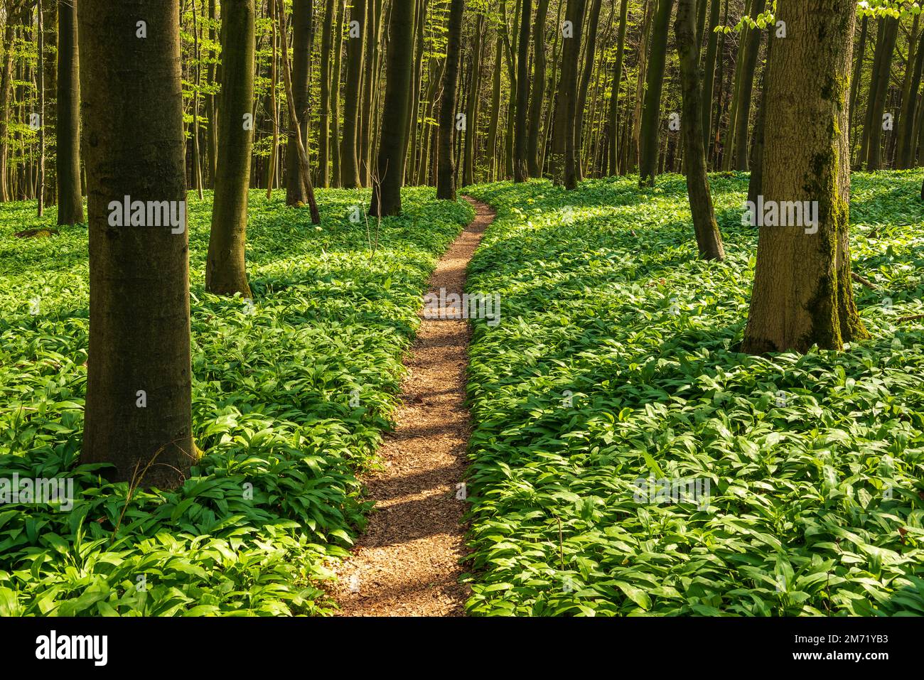 Picturesque forest path through a spring beech forest with ground ...