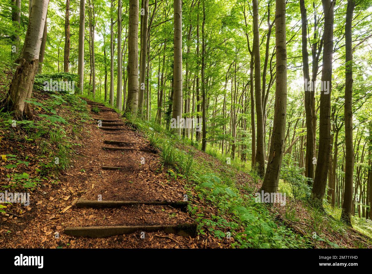 Wooden steps on a picturesque forest path and hiking trail, Hohenstein ...
