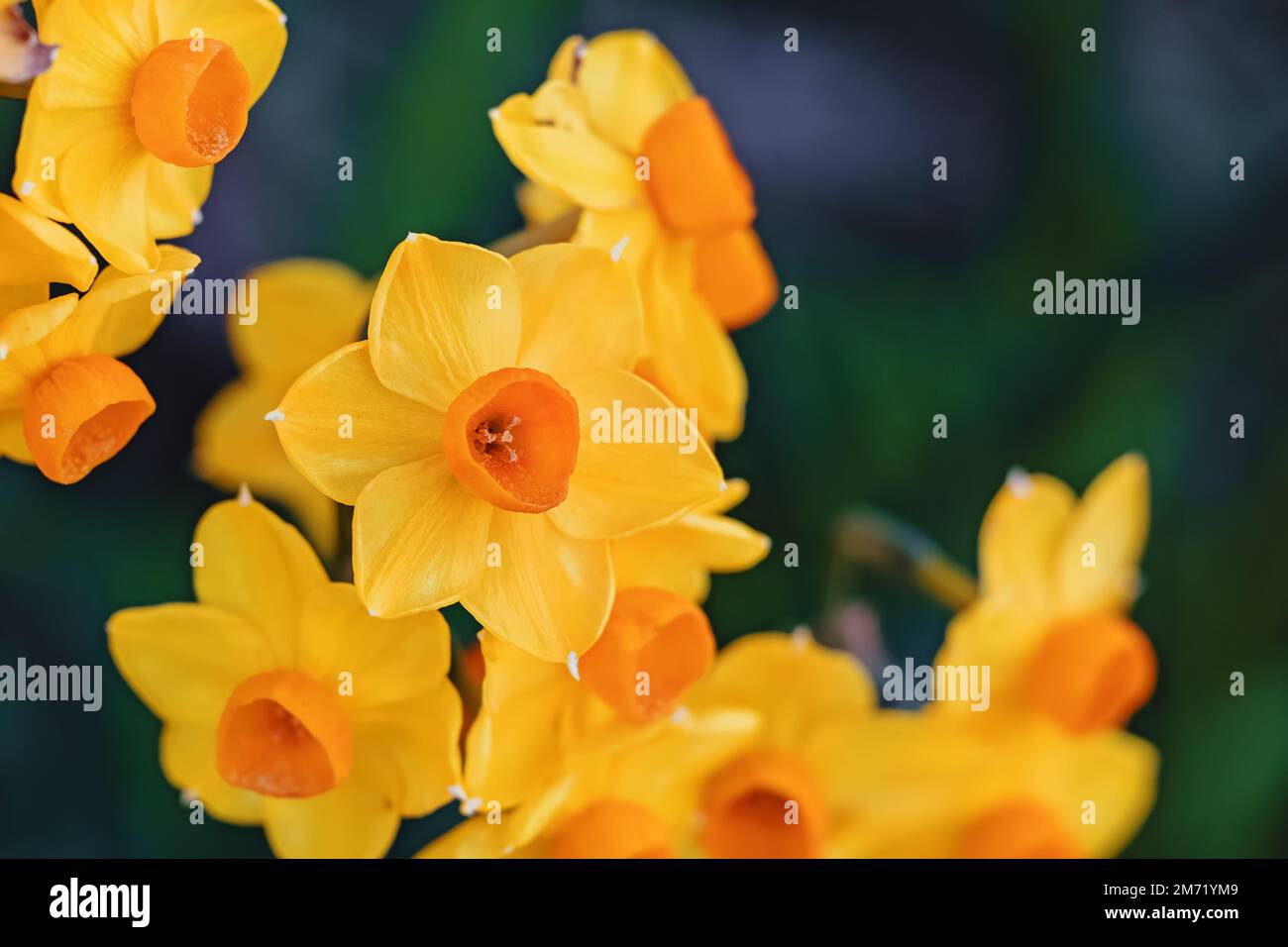 Daffodils close-up, bright yellow spring flowers Stock Photo - Alamy
