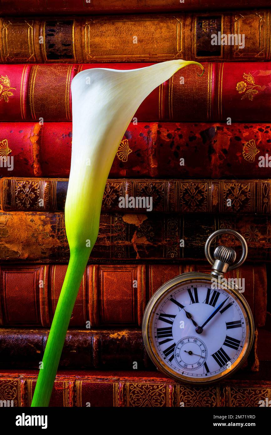 Calla Lily And Pocket Watch Stock Photo - Alamy