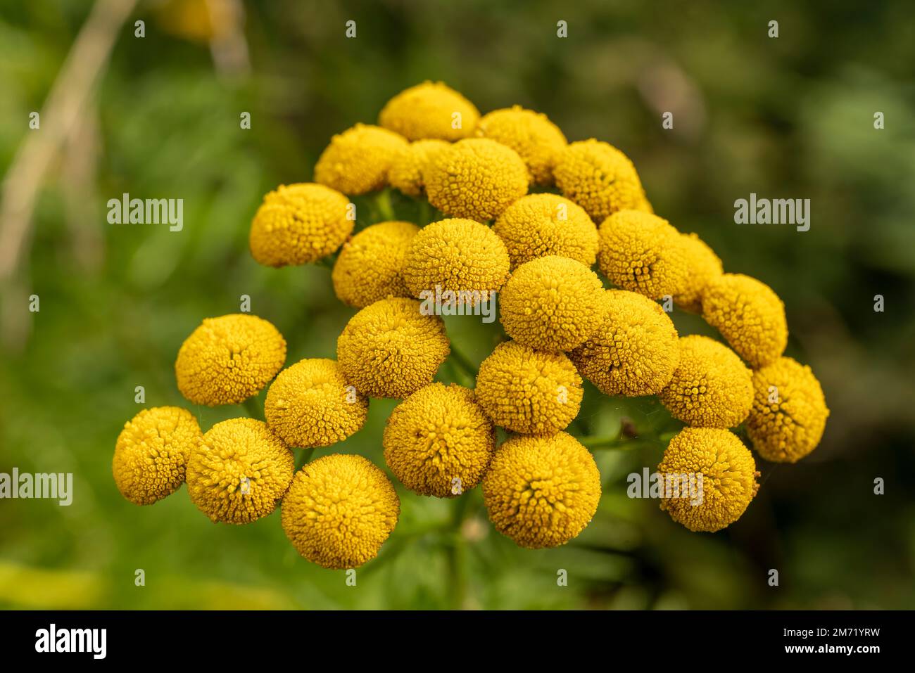 Close-up of the inflorescence of common tansy (Tanacetum vulgare) with ...
