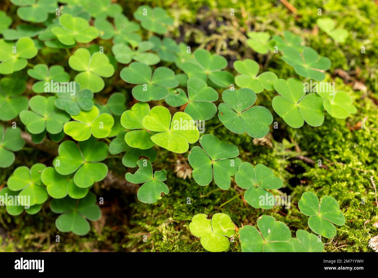 Close-up of a cluster of common wood sorrel (Oxalis acetosella ...