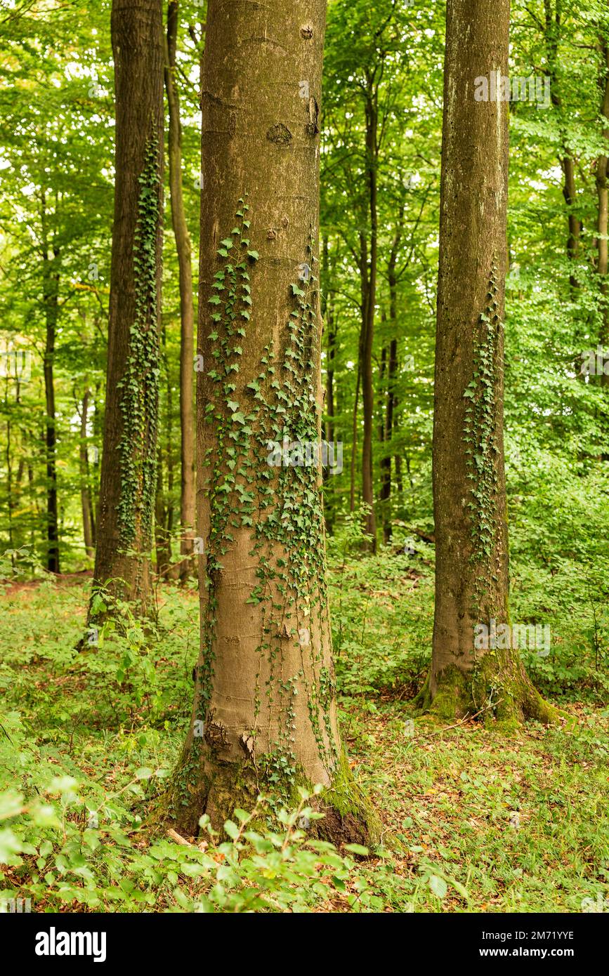 Common ivy (Hedera helix) climbing up the trunks of huge old beech ...