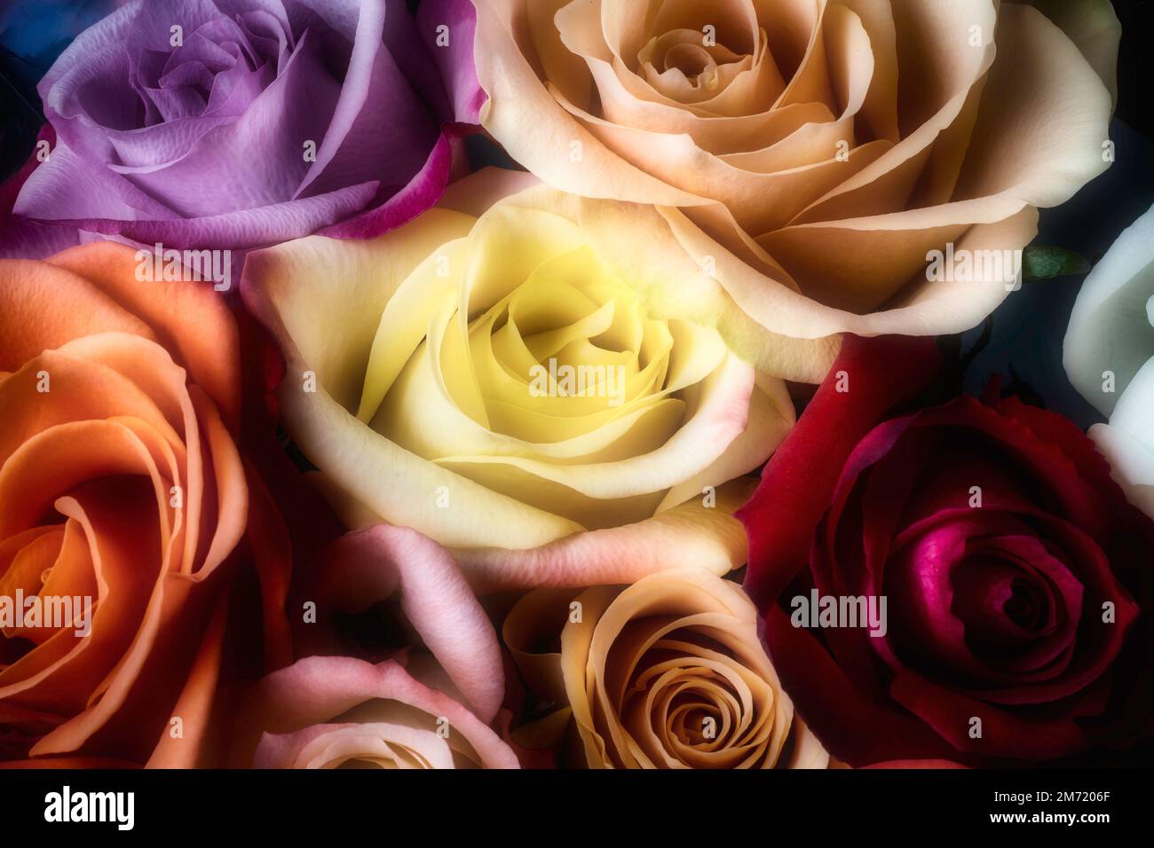 Moody roses still life hi-res stock photography and images - Alamy